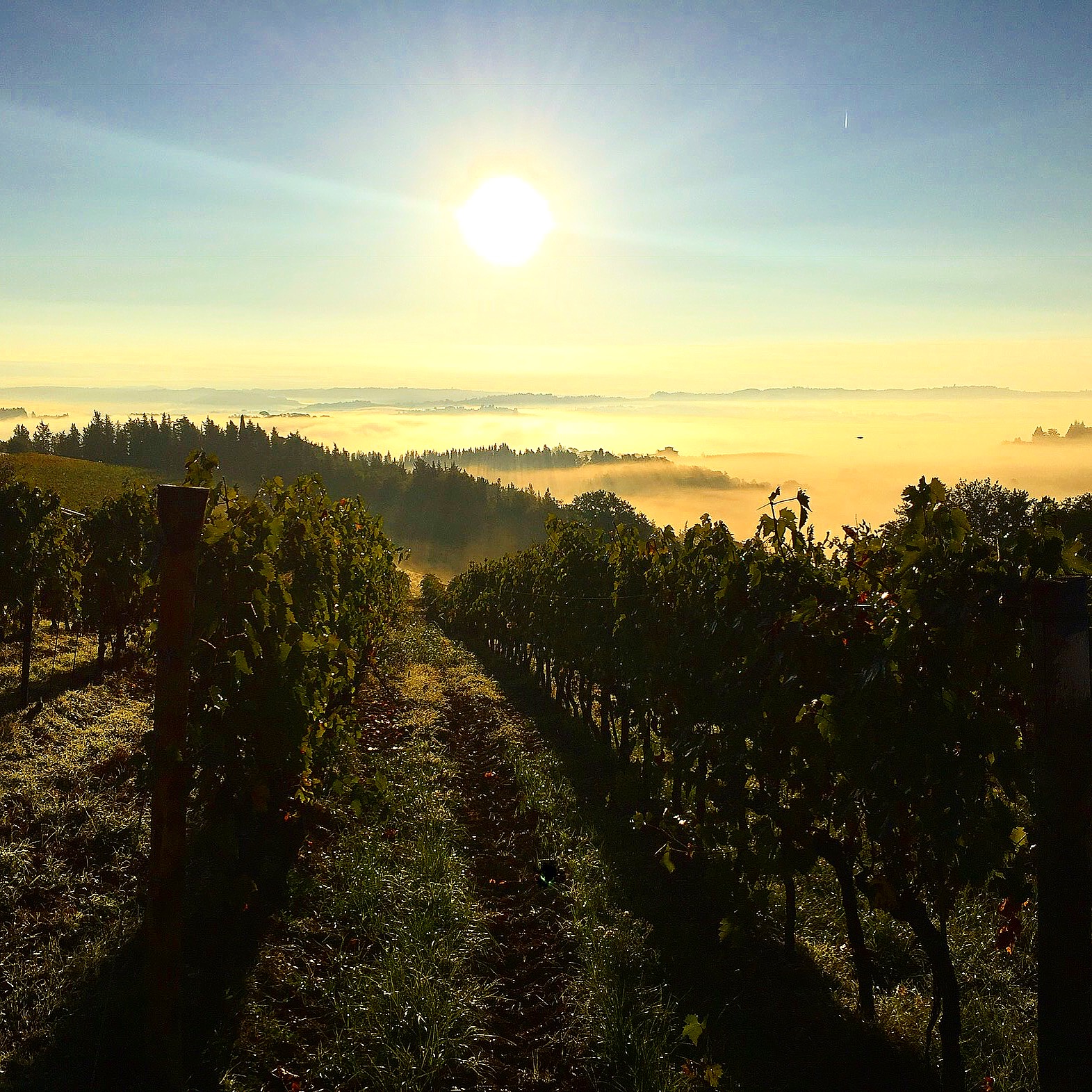 Poggio Capponi, un intreccio di vino ed emozioni | Winelovery