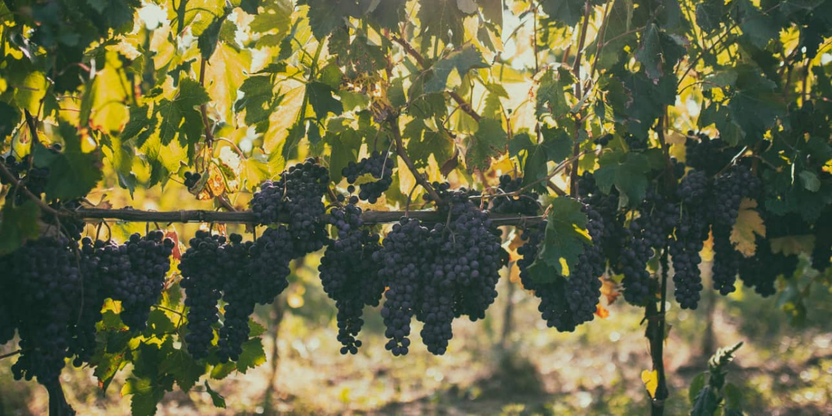 FAMIGLIA COTARELLA: IL SAPIENTE INTRECCIO FRA TERRA E VIGNE | Winelovery